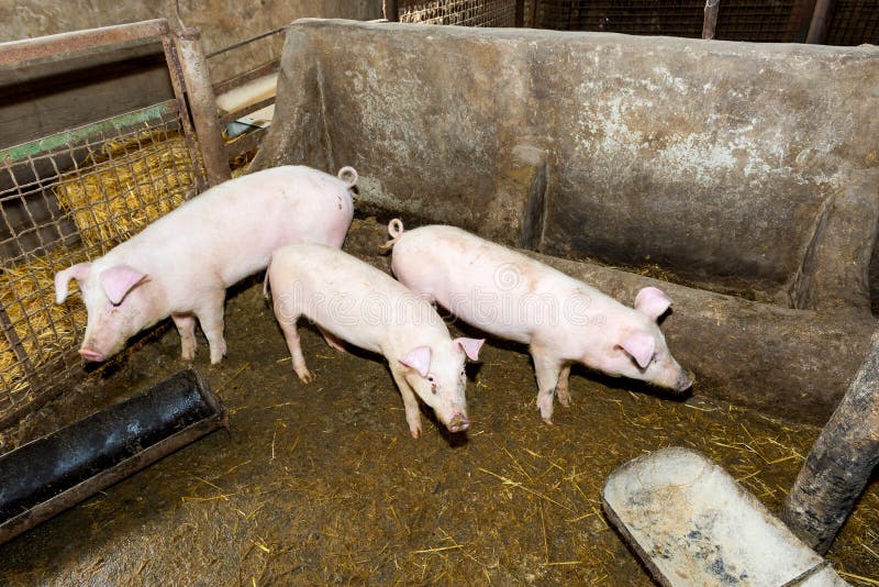 Breeding Pigs on the Farm. Pig Flu. Stock Photo - Image of breeding ...