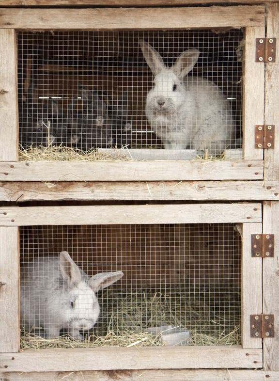 Breeding rabbits stock photo. Image of domestic, bunny - 19286202
