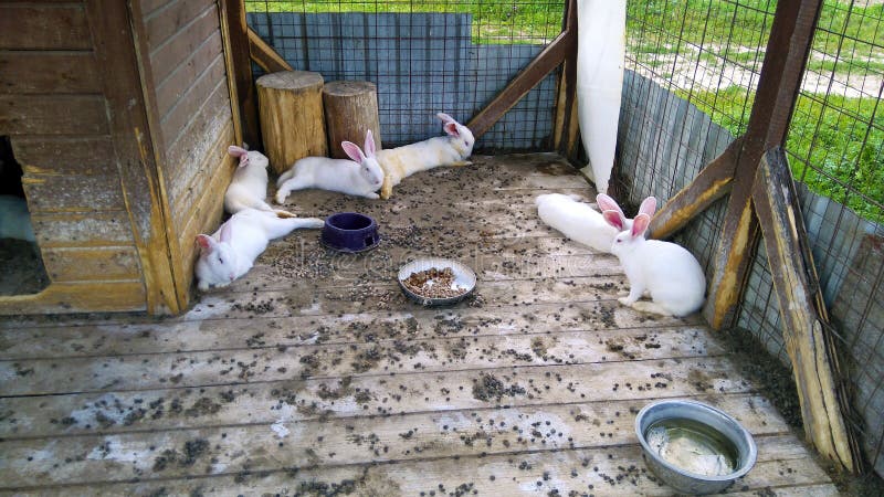 Breeding rabbits. stock image. Image of fauna, hand - 105693767