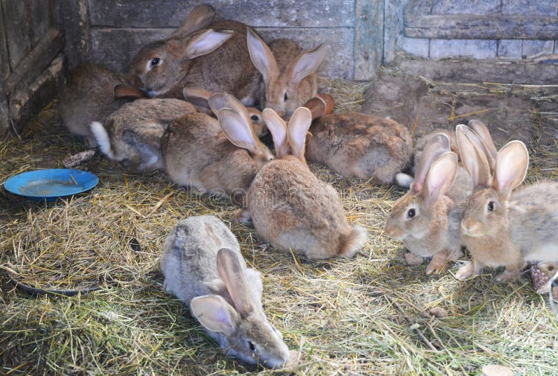 Breeding Rabbits on the Farm. Baby Rabbits Eating Stock Image - Image ...