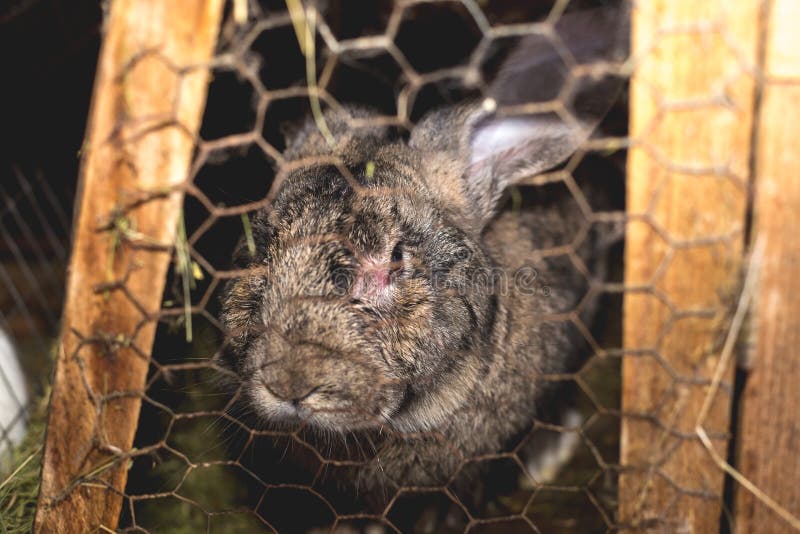 Breeding Rabbits. Rabbits on a Farm in a Wooden Cage Stock Photo ...