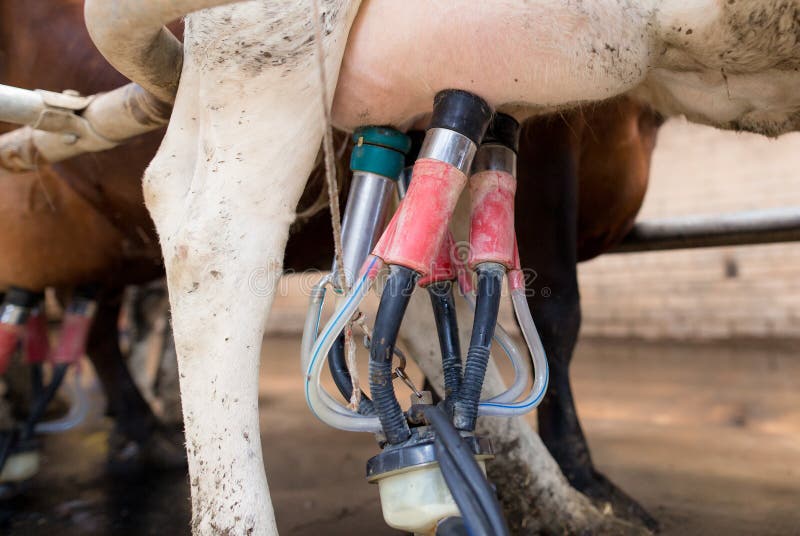Breeding Raising Cattle On A Livestock Farm Stock Image Image Of