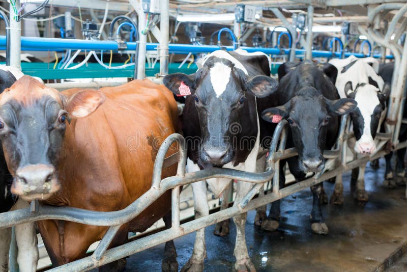 Breeding Raising Cattle On A Livestock Farm Stock Image Image Of