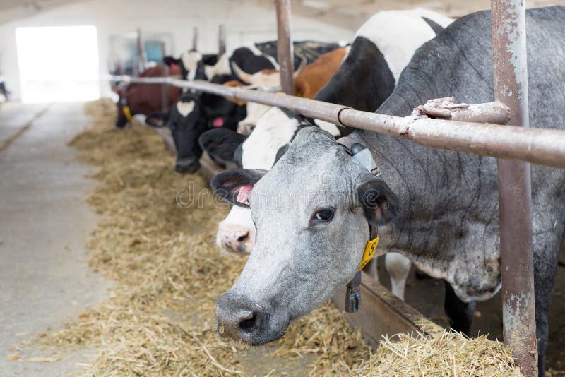Breeding Raising Cattle on a Livestock Farm. Stock Photo - Image of ...