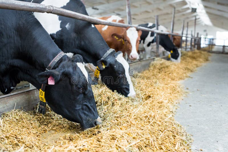 Breeding Raising Cattle on a Livestock Farm. Editorial Photo - Image of ...
