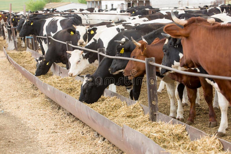 Breeding Raising Cattle on a Livestock Farm. Editorial Stock Image ...