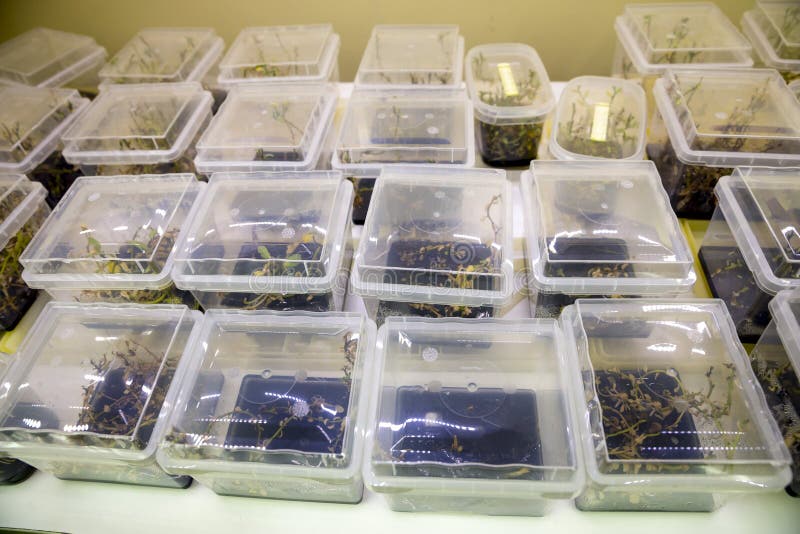 Breeding rare plants stock image. Image of factory, botanical - 84951977