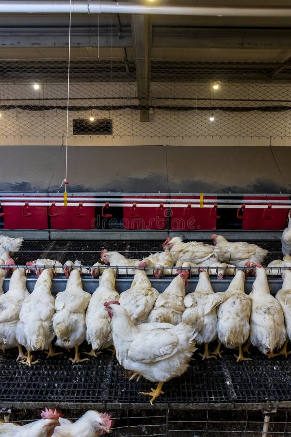 Breeding Roosters and Hens for Meat Feed Inside the Breeding Area of a ...