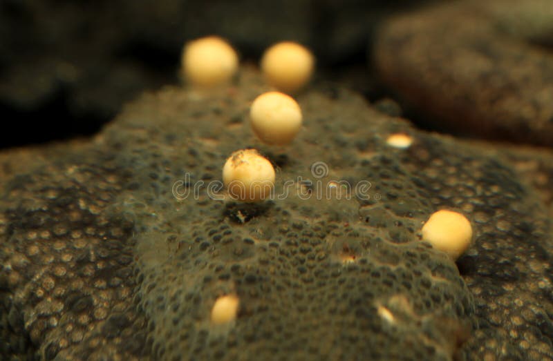 Breeding of the Sabana Surinam Toad Stock Image - Image of toad, breed ...