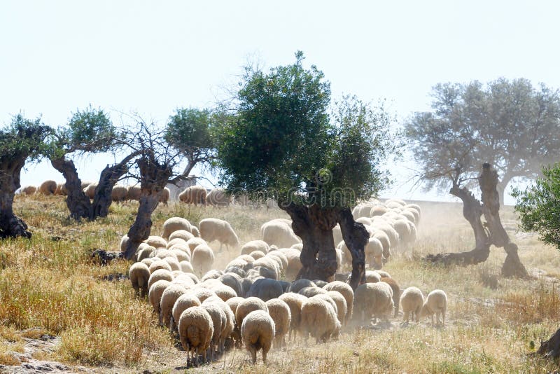 Breeding of Sheep in a Farm Stock Photo - Image of cattle, spain: 167094134