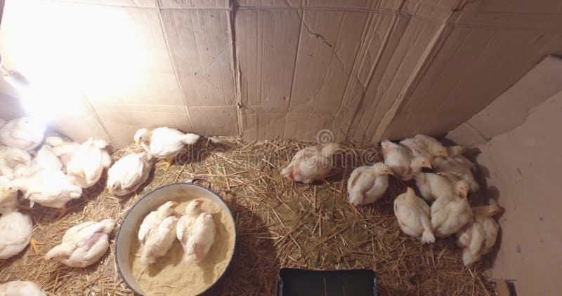 Breeding Small Chickens on a Small Farm for Meat Processing. Stock ...
