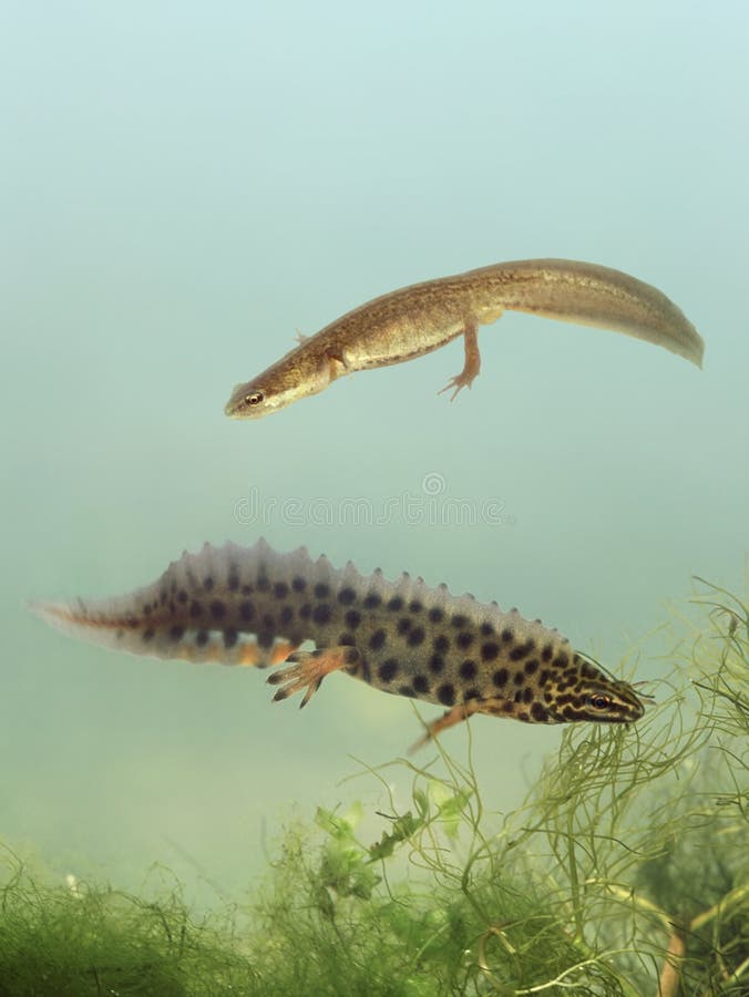 Breeding of Smooth Newt stock image. Image of female, amphibians - 5314581