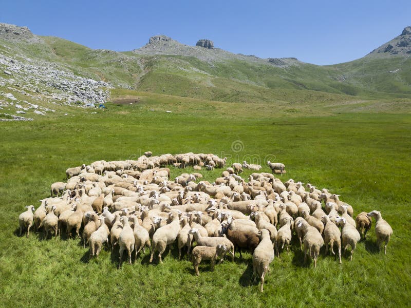 Breeding for Success: Maximizing Productivity in Sheep and Lamb Farming ... Breeding for Success: Maximizing Productivity in Sheep and Lamb Farming ...