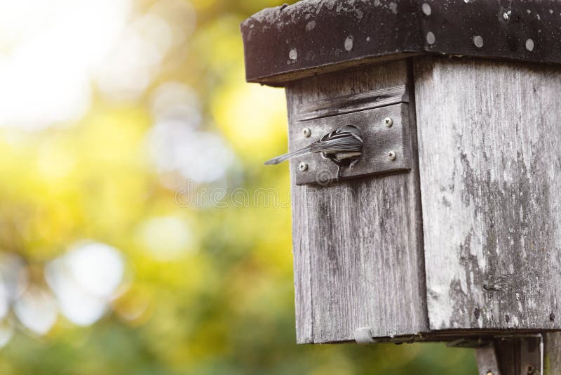 Breeding Time at the Hatchery, Bird Flying in the Nesting Box, Nesting ...