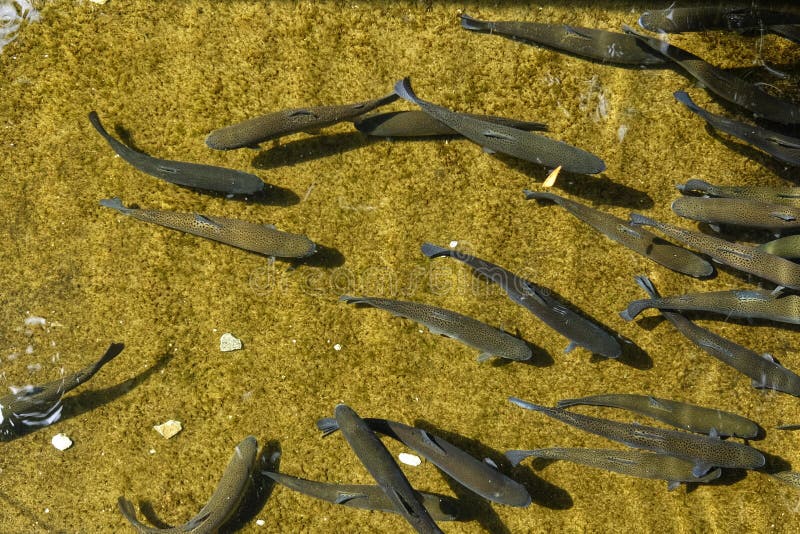 Breeding trout in Abruzzo stock image. Image of raised - 121120653