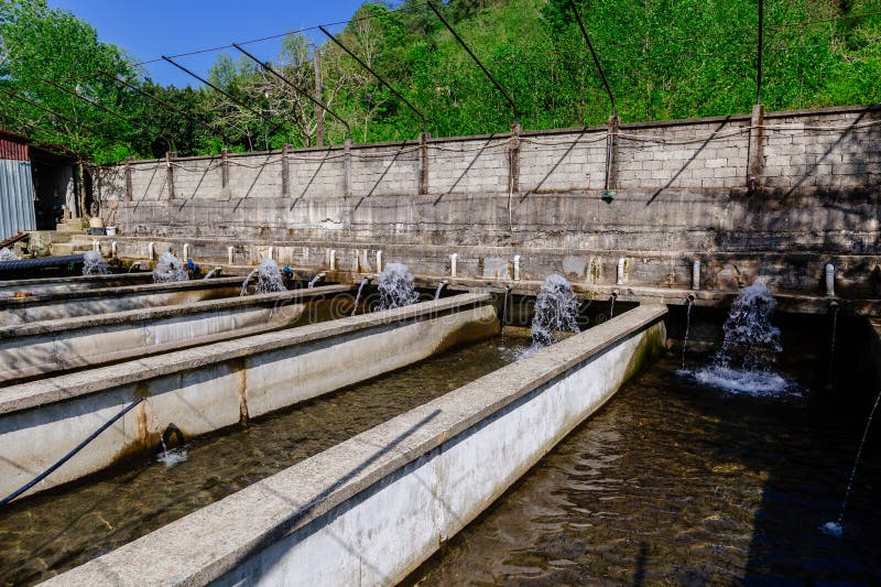 Breeding of Trout in Pools in Fish Farm Stock Photo - Image of pool ...