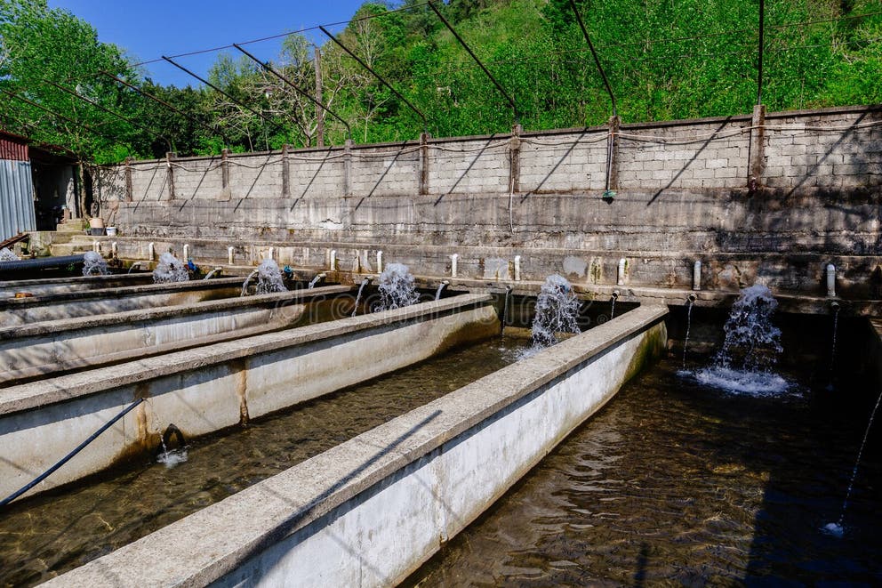 Breeding of Trout in Pools in Fish Farm Stock Photo - Image of pool ...