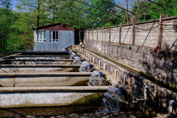 Breeding of Trout in Pools in Fish Farm Stock Photo - Image of plant ...