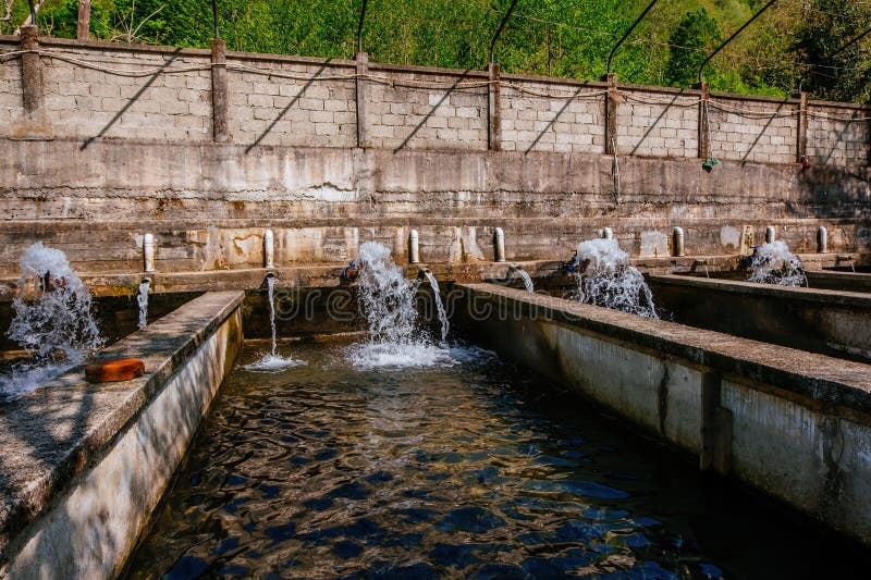 Breeding of Trout in Pools in Fish Farm Stock Photo - Image of rainbow ...
