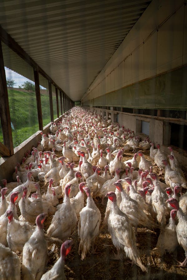 Breeding turkeys stock photo. Image of beak, agricultural - 262106512