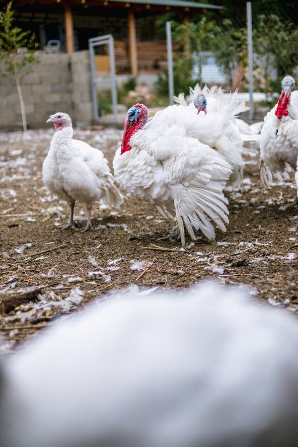 Breeding Turkeys on a Farm. Stock Photo - Image of barn, beautiful ...