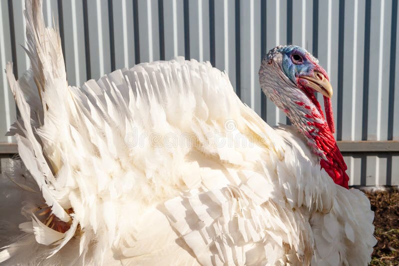Breeding Turkeys on a Farm. a Serious Male White Turkey Stock Photo ...