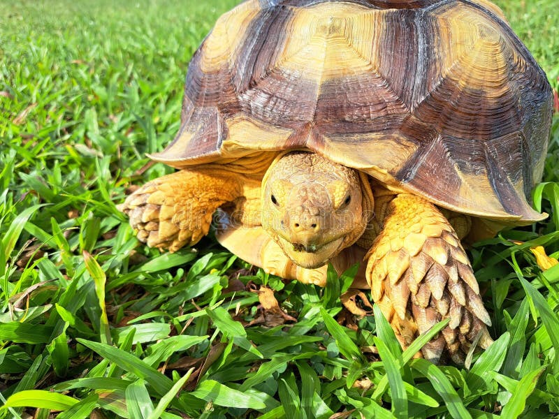 Breeding Very Cute Sulcata Turtle Stock Image - Image of cute, sulcata ...