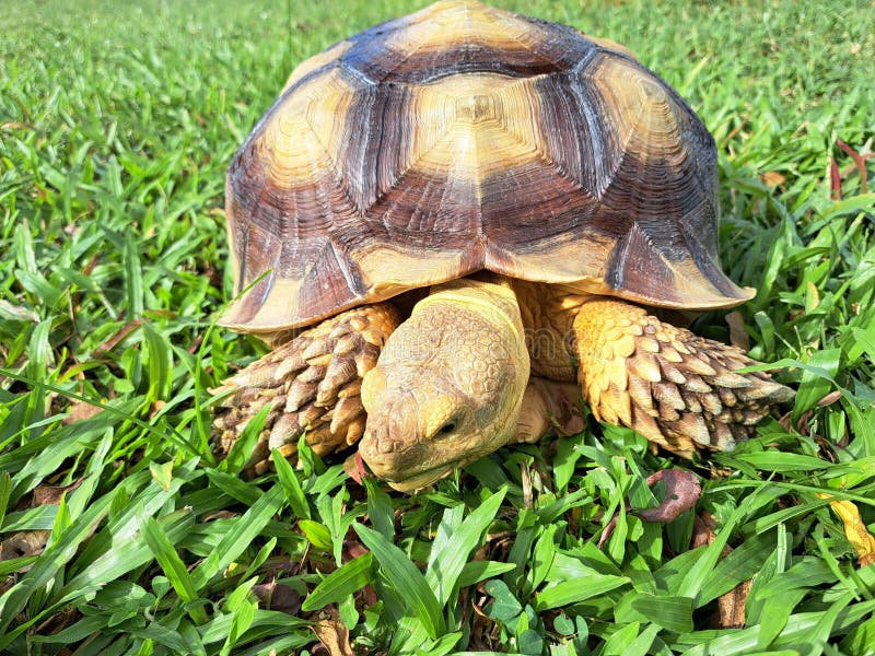 Breeding Very Cute Sulcata Turtle Stock Photo - Image of sulcata ...