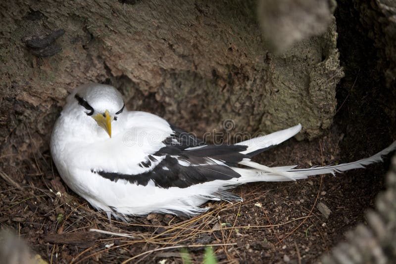 Breeding White-tailed Tropic Bird 3 Stock Photo - Image of branch ...