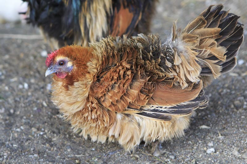 Breeds Curly Chicken in the Farm Stock Photo - Image of isolated ...