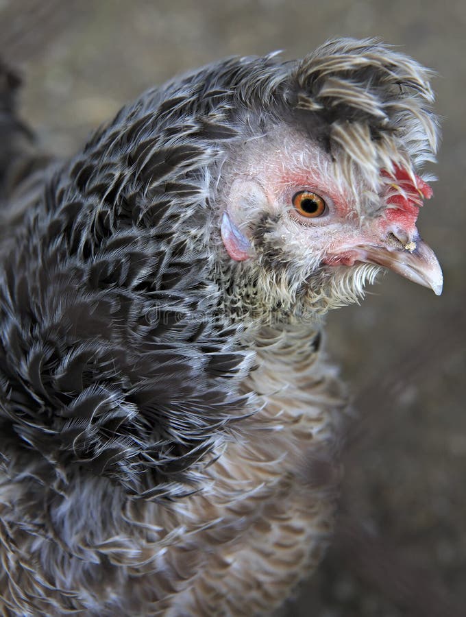 Curly (chicken) stock image. Image of bondage, curly - 37277811
