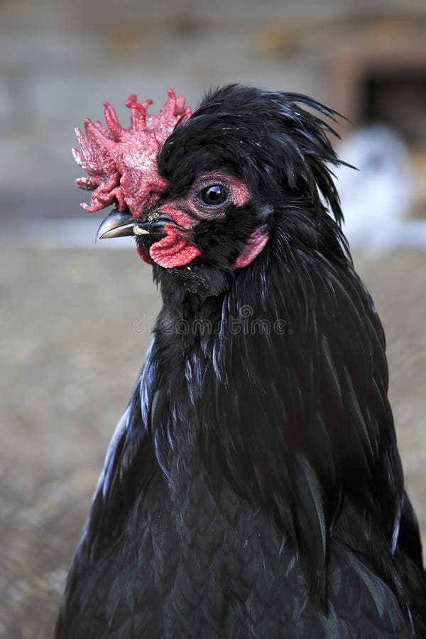 Breeds Curly Chicken in the Farm Stock Photo - Image of livestock ...