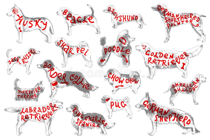 Breeds of Dogs with Lettering Stock Vector - Illustration of lettering ...