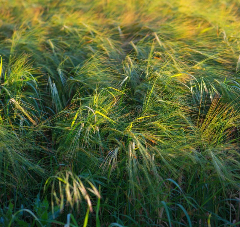 Breeze through the Blades. Cropped Closeup Image of Long Grass Blowing ...