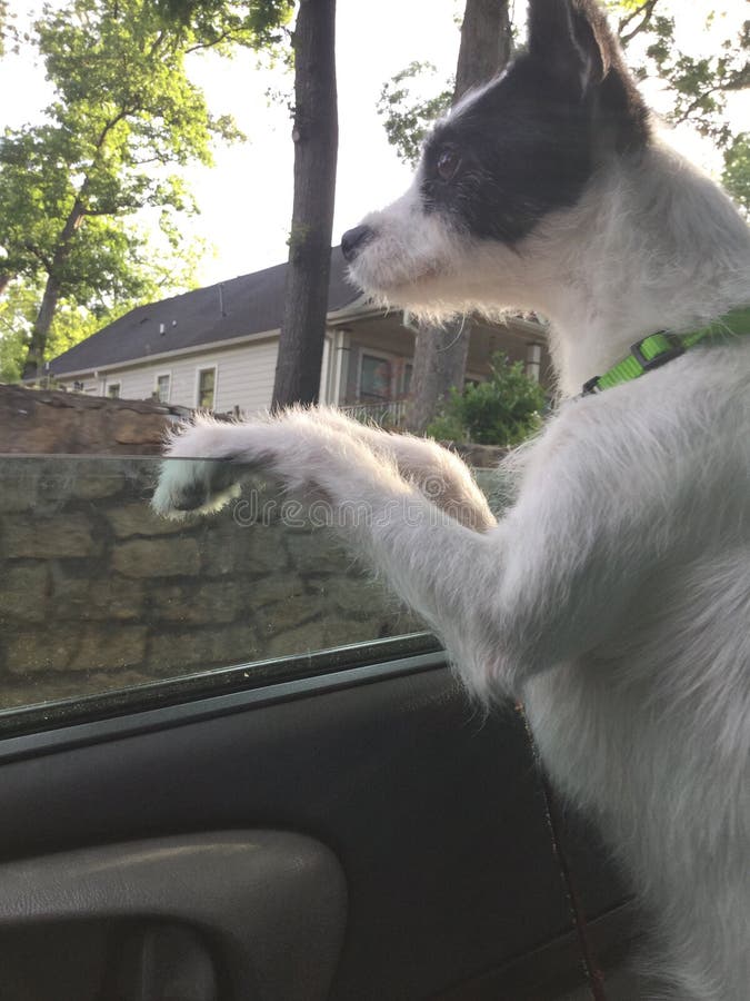 Breeze editorial image. Image of enjoying, riding, back - 70756595