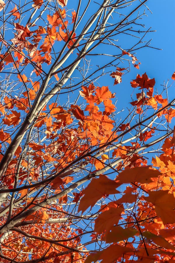 Breezy Fall Afternoon with Leaves Steadily Falling - Fall in Central ...