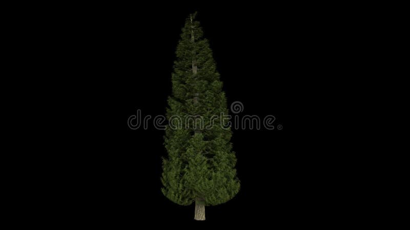 Breezy Pine Tree Fully Isolated with Alpha Channel Stock Video - Video ...