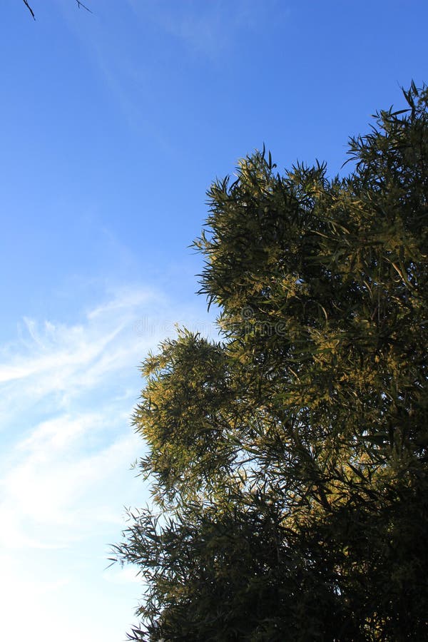 Breezy Tree stock image. Image of peaceful, website, quote - 66329767