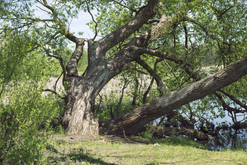 Weidenbaum bis zum Winter stockbild. Bild von kalt, wind - 83547917