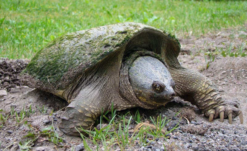 Brekende Schildpad Die Eieren Legt Stock Foto - Image of schildpad ...