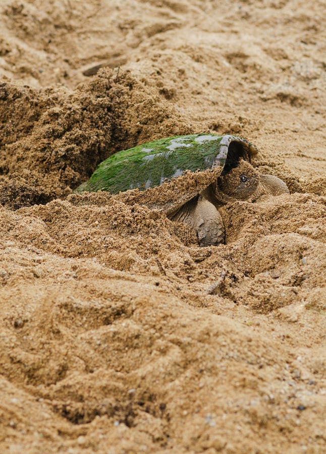 Brekende Schildpad (Chelydra Serpentina) Stock Foto - Image of ...