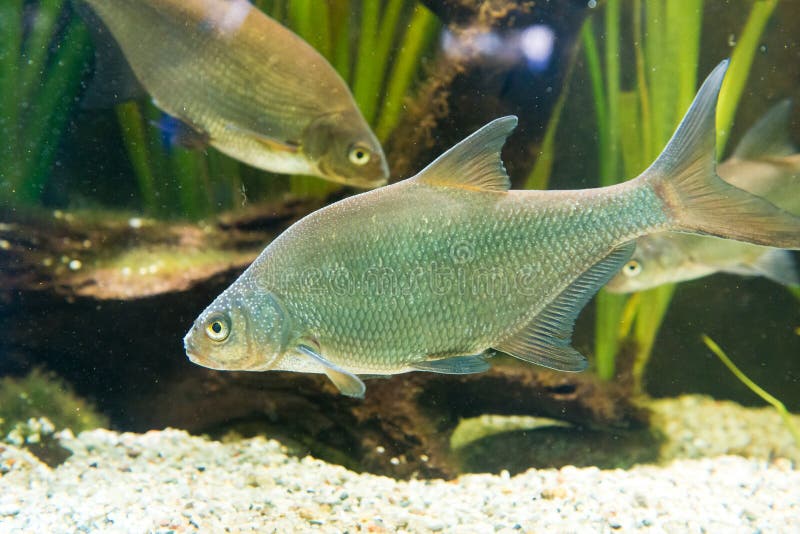 Breme - Abramis brama stock photo. Image of breme, abramis - 42767968