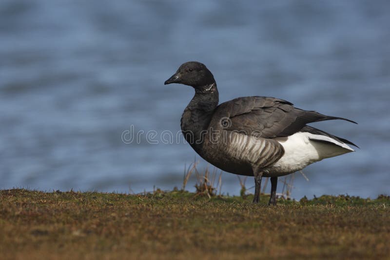 Brent Goose, Branta Bernicla Stock Image - Image of wildlife, bernicla ...