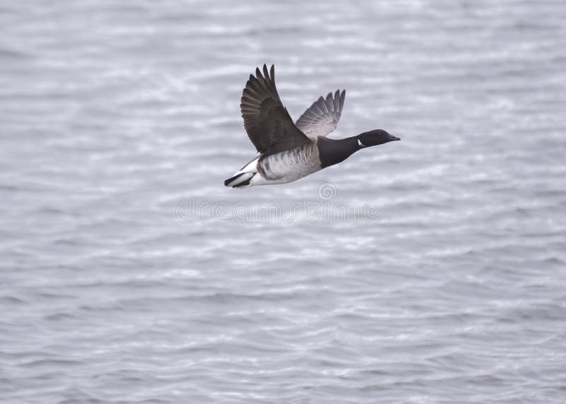 Brant goose in flight stock photo. Image of scene, wing - 26543148