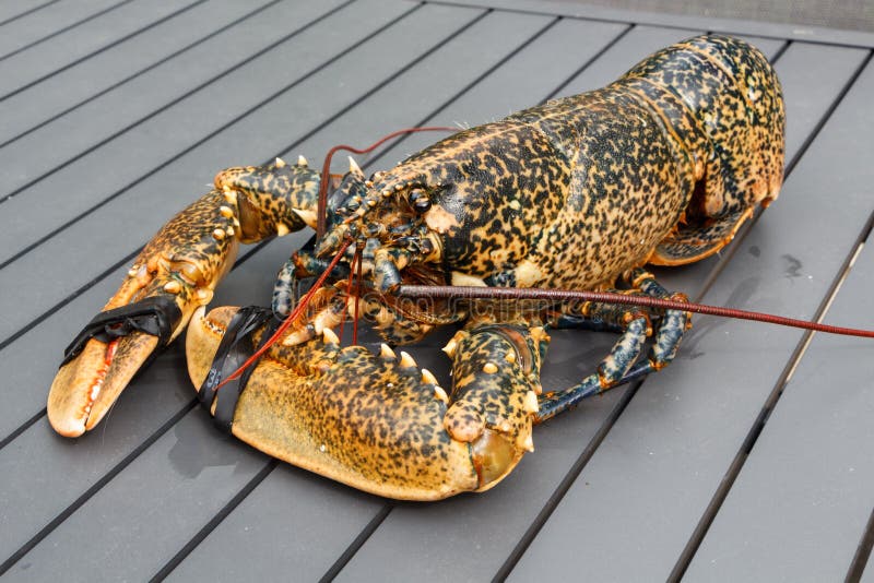 Bretonischer Hummer Stockfotos und Bilder - Laden Sie 46 lizenzfreie ...