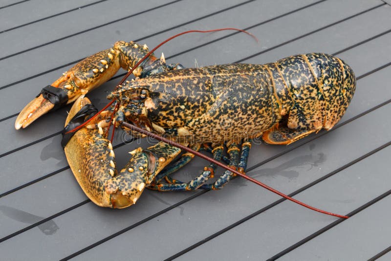 Bretonischer Hummer Stockfotos und Bilder - Laden Sie 46 lizenzfreie ...