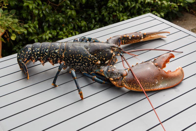 Bretonischer Hummer Stockfotos und Bilder - Laden Sie 46 lizenzfreie ...