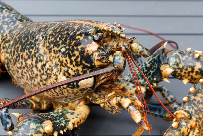 Bretonische Lebendige Hummer In Einem Blauen Kasten Stockfoto - Bild ...