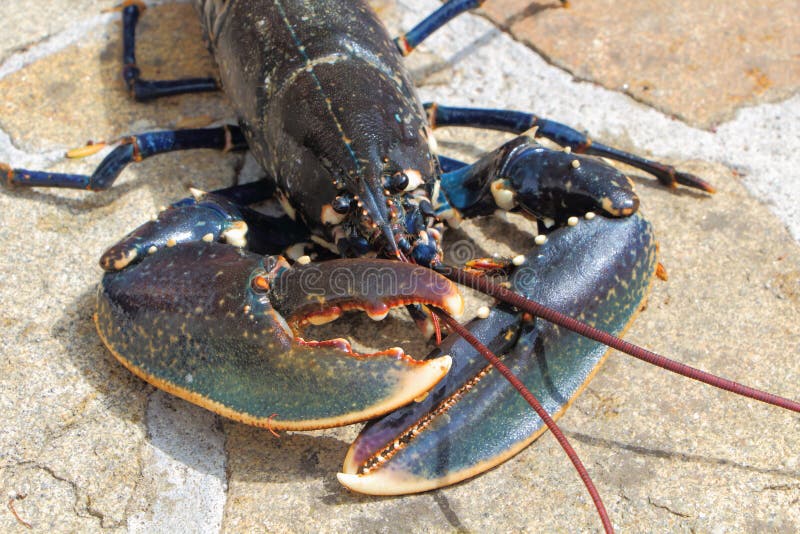 Bretonischer Hummer Stockfotos und Bilder - Laden Sie 46 lizenzfreie ...