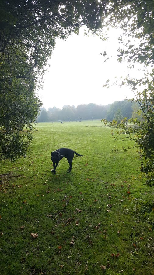 Dog Bretton Stock Photos - Free & Royalty-Free Stock Photos from Dreamstime